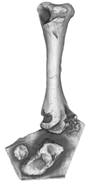 Ohmdenosaurus | Jurassic Park Institute Wiki | Fandom