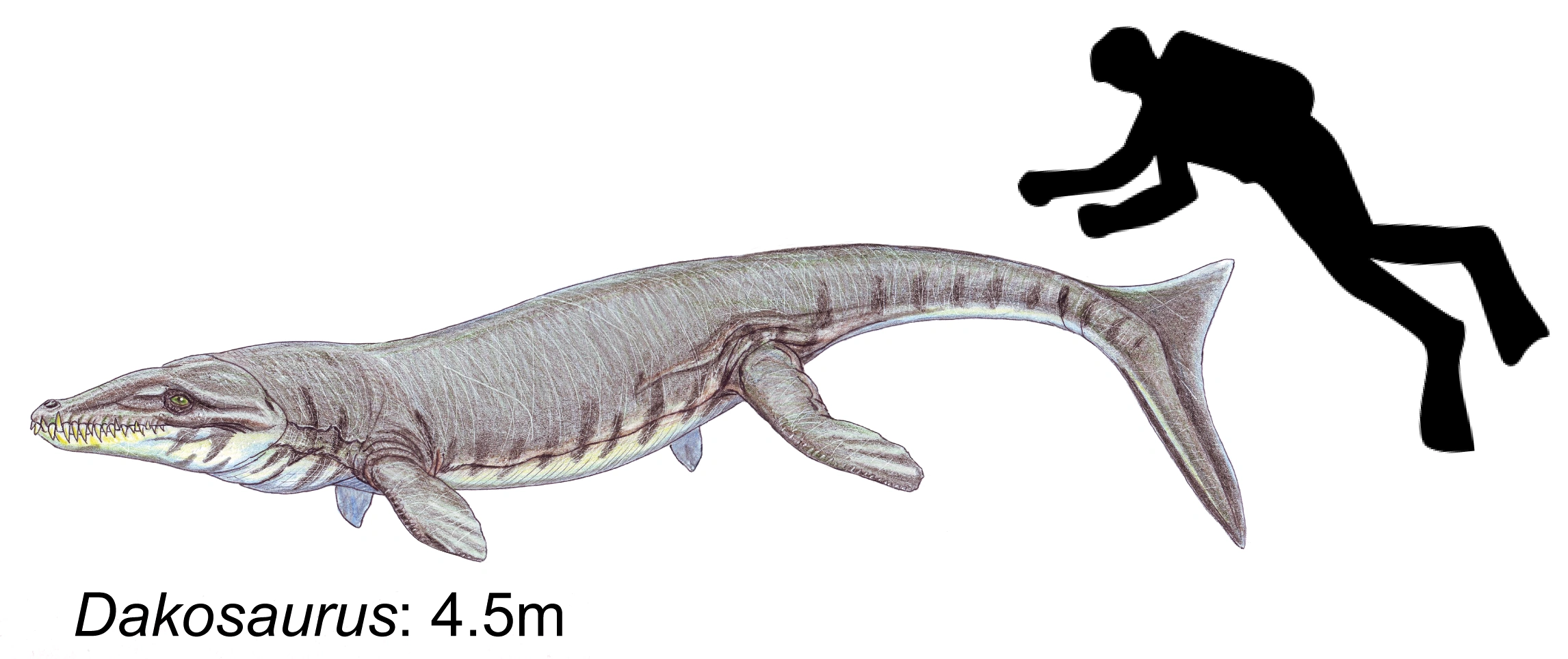 Dakosaurus Size