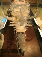 Desmatosuchus | Jurassic Park Institute Wiki | Fandom