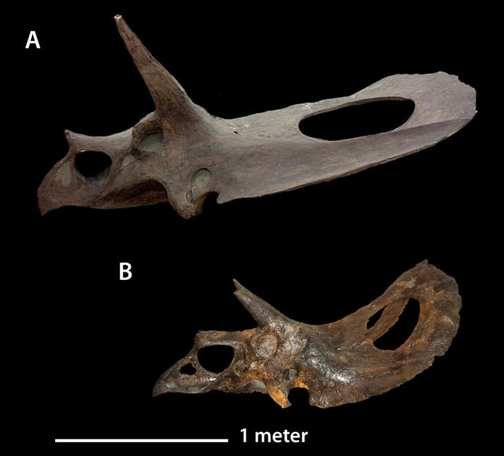 Cranio De Torossauro Triceratops Wikipedia