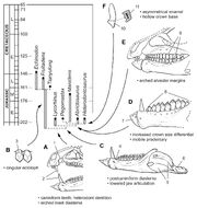 Heterodontosaurus | Jurassic Park Institute Wiki | Fandom