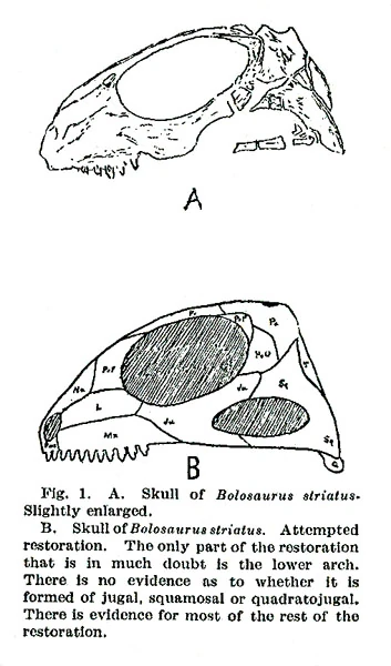 Bolosaurus | Jurassic Park Institute Wiki | Fandom