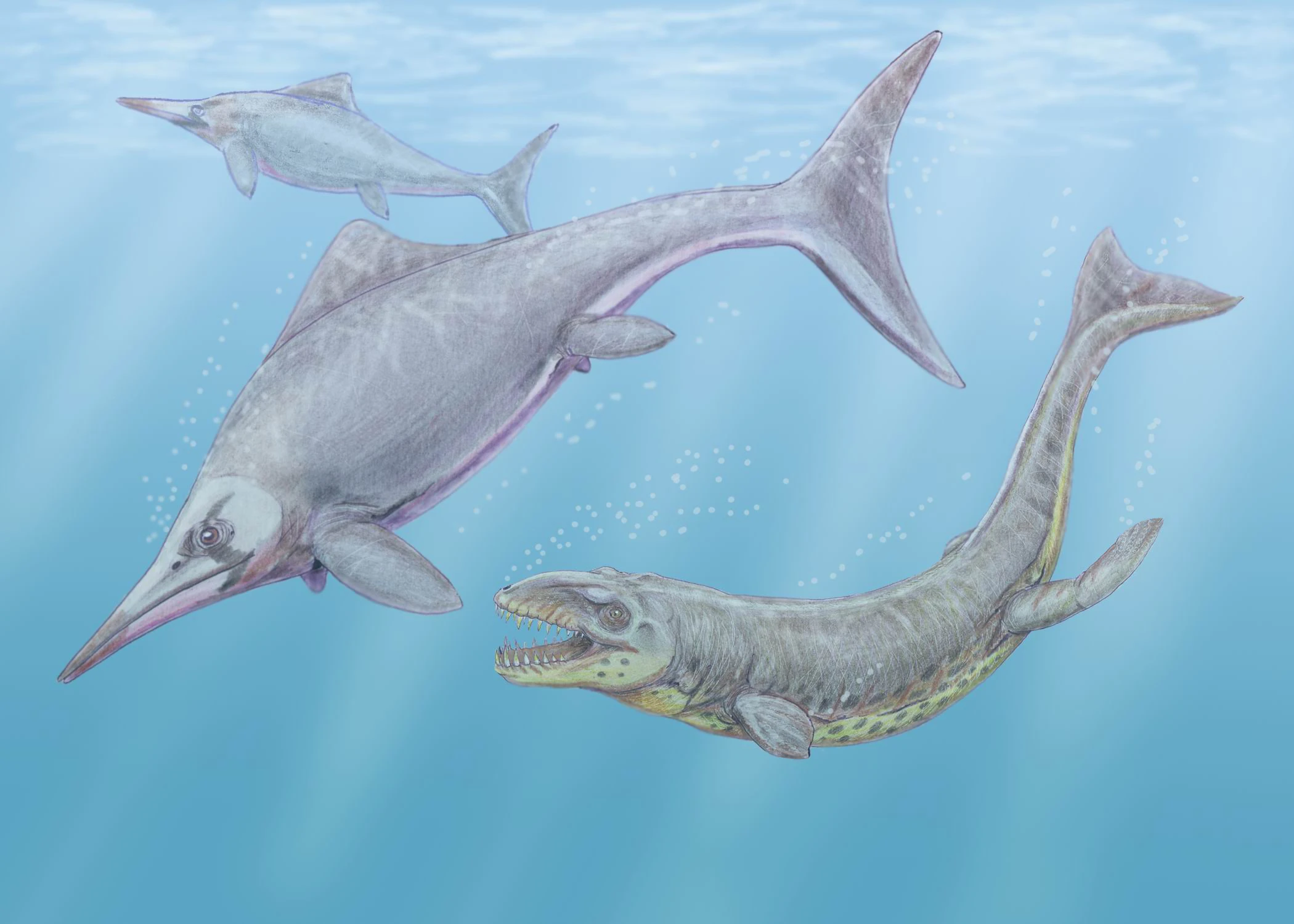 Dakosaurus Size
