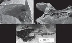 Dunkleosteus | Jurassic Park Institute Wiki | Fandom