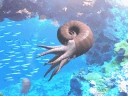 Pachydiscus | Jurassic Park Institute Wiki | Fandom