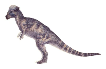 largest pachycephalosaurus