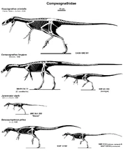Compsognathus | Jurassic Park Institute Wiki | Fandom