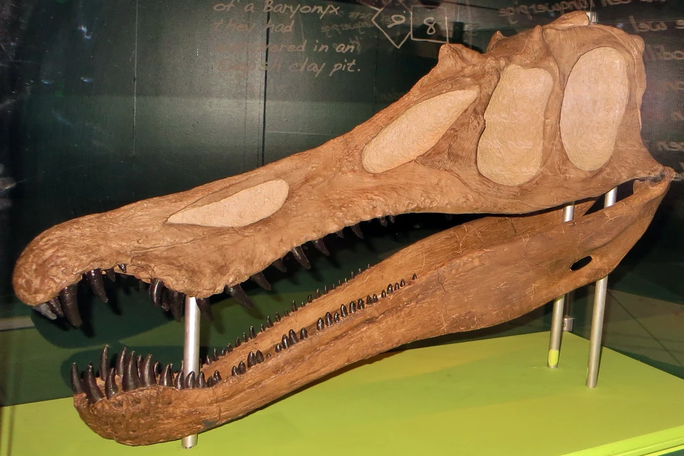 baryonyx skeleton