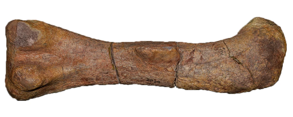 melanorosaurus skeletal