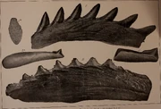 Edestus | Jurassic Park Institute Wiki | Fandom