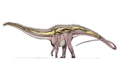 melanorosaurus readi