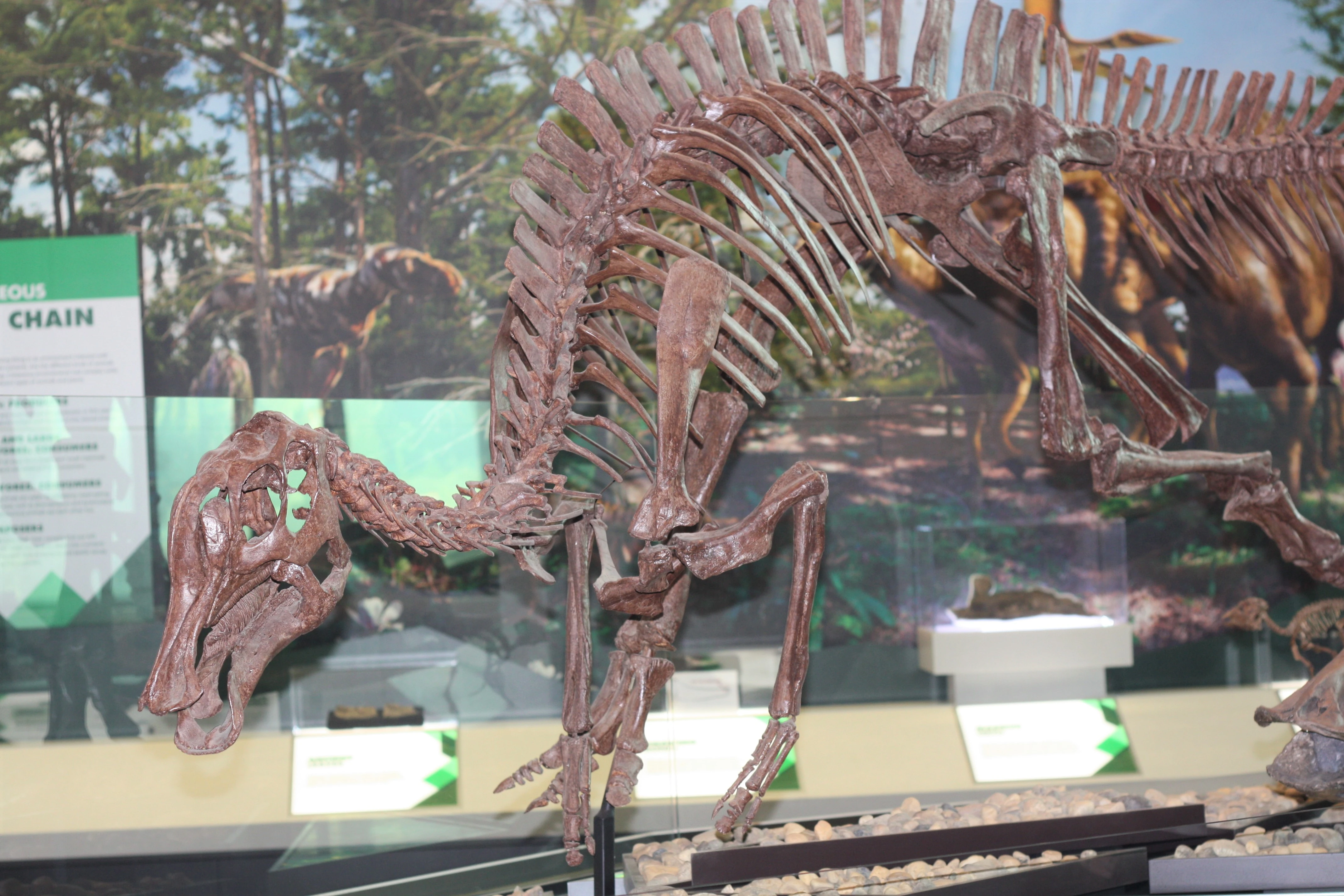 hypacrosaurus skeleton