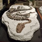 Tenontosaurus | Jurassic Park Institute Wiki | Fandom