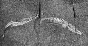 Pikaia | Jurassic Park Institute Wiki | Fandom