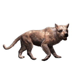 Amphicyon | Jurassic Park Institute Wiki | Fandom