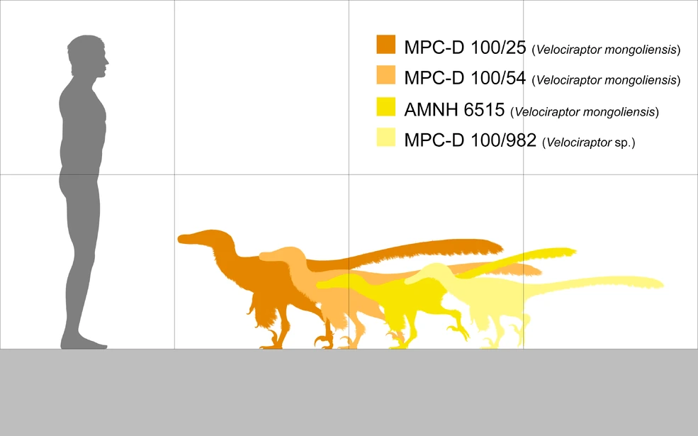 Megaraptor Size Compared To Human