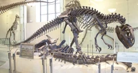 Allosaurus | Jurassic Park Institute Wiki | Fandom