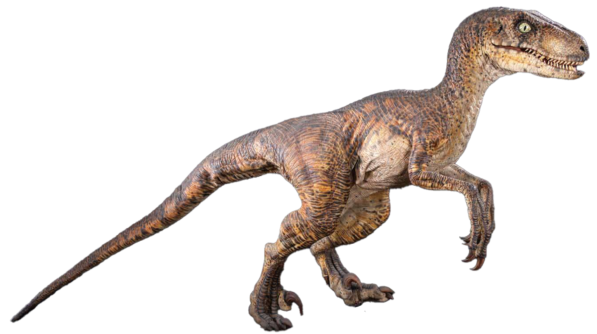 Dinosaur Velociraptor