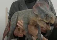 Microceratus | Jurassic Park Wiki | Fandom