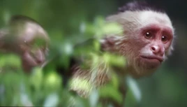 Panamanian White-faced Capuchin | Jurassic Park Wiki | Fandom