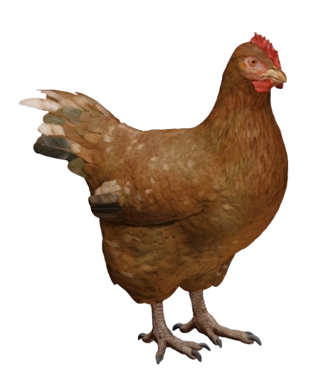 Chicken | Jurassic Park Wiki | Fandom