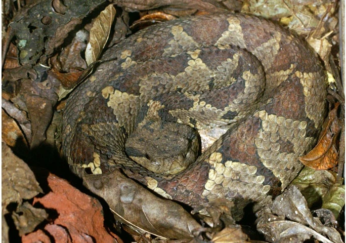 Vibora de Foseta | Jurassic Park Wiki | Fandom