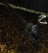 Echo | Jurassic Park Wiki | Fandom