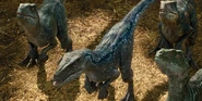Blue | Jurassic Park Wiki | Fandom