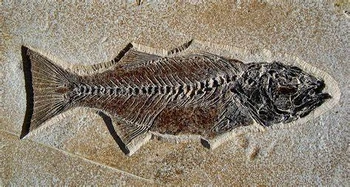 Mioplosus | Jurassic Park Wiki | Fandom