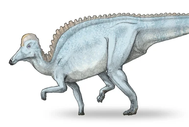 Asiaceratops