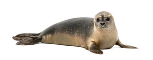 Foca | Jurassic Park Wiki | Fandom