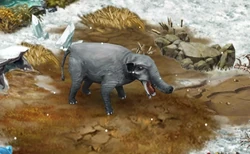 Where Did Archaeobelodon Live