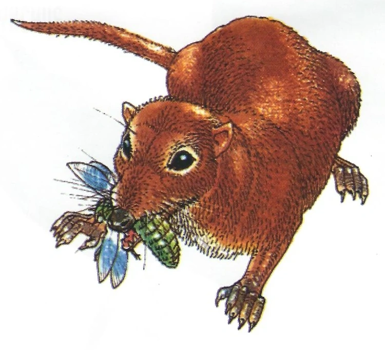 Megazostrodon | Jurassic Park Wiki | Fandom