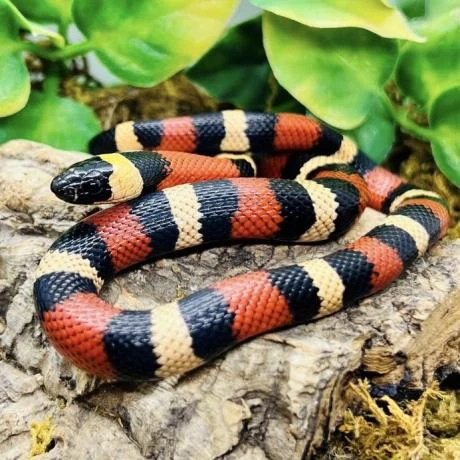 Milk Snake | Jurassic Park Wiki | Fandom