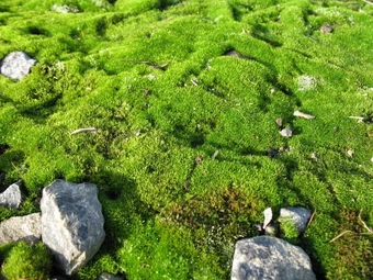 Musgo Que Crece En Las Rocas