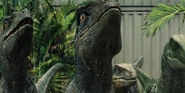 Echo | Jurassic Park Wiki | Fandom