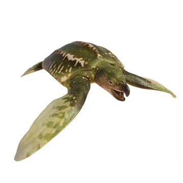 archelon turtle size