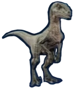 Velociraptor/JW:E | Wikia Jurassic Park | Fandom