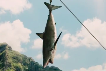 colossus shark sighting