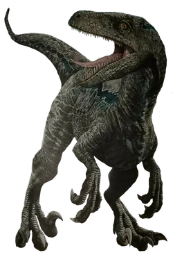 Velociraptor Blue Wiki Jurassic Park Amino Amino Jurassic World/Error