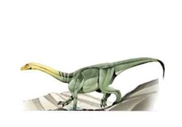 Anchisaurus Pictures Facts The Dinosaur Database