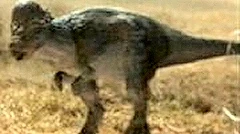 Paquicefálossauro | Jurassic Park Wiki | Fandom