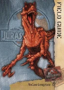 Velociraptor/Cards | Jurassic Park Wiki | Fandom