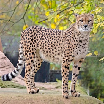 Cheetah | Jurassic Park Wiki | Fandom