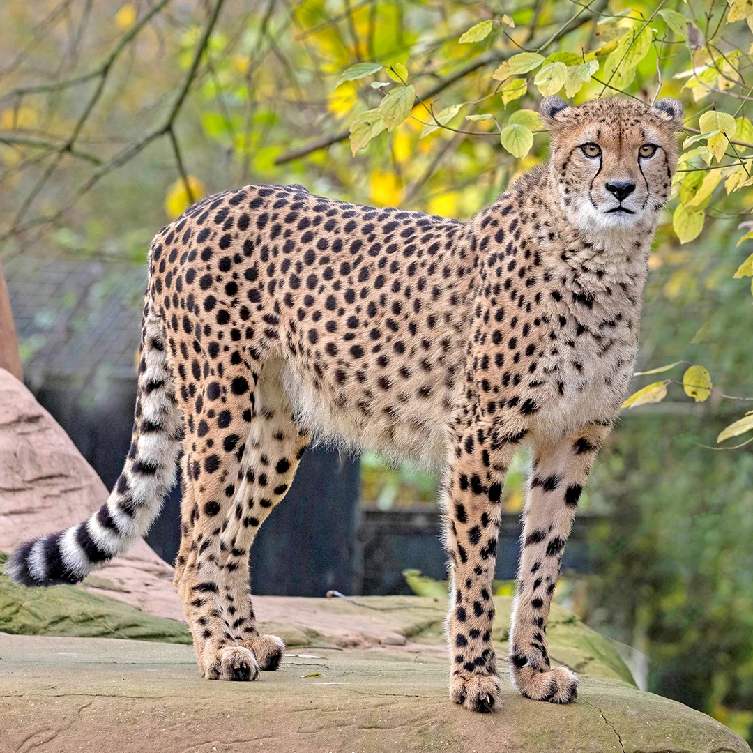 Cheetah | Jurassic Park Wiki | Fandom