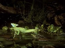Basiliscus amoratus | Jurassic Park Wiki | Fandom