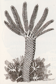 Serenna veriformans | Jurassic Park Wiki | Fandom