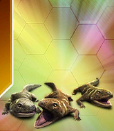 Pederpes lux | Jurassic Park Wiki | Fandom