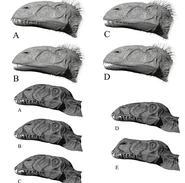 Dimorphodon | Jurassic Park Wiki | Fandom