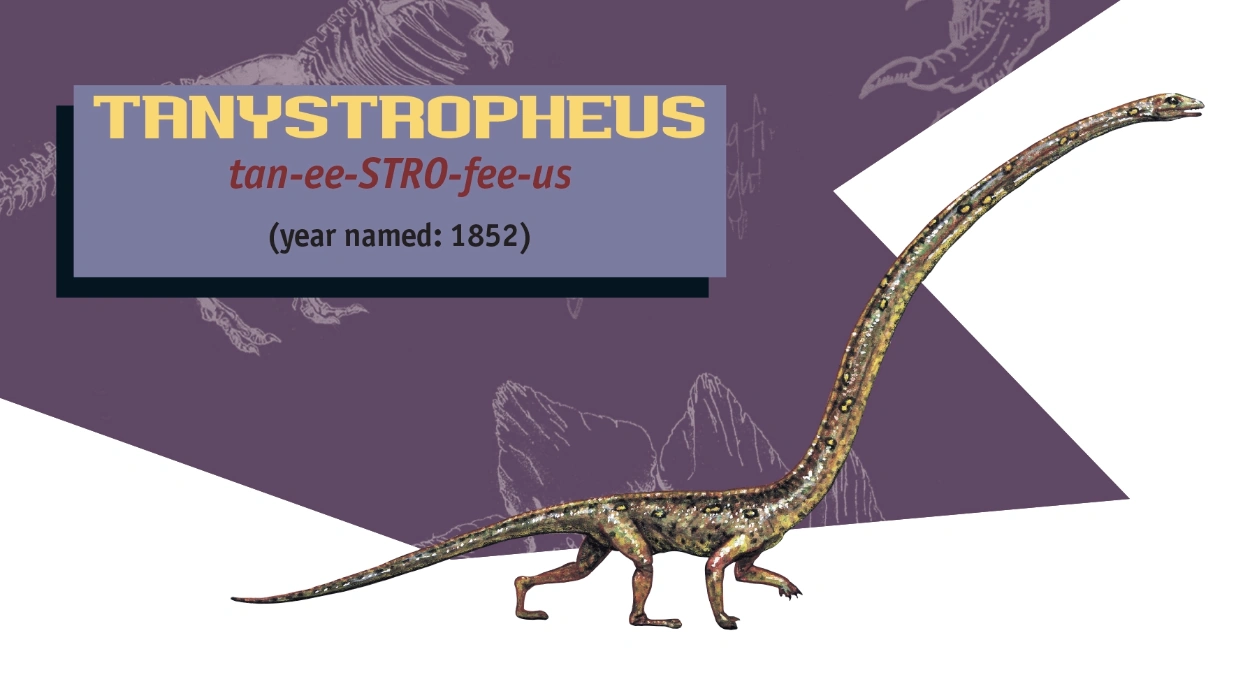 Tanystropheus Size